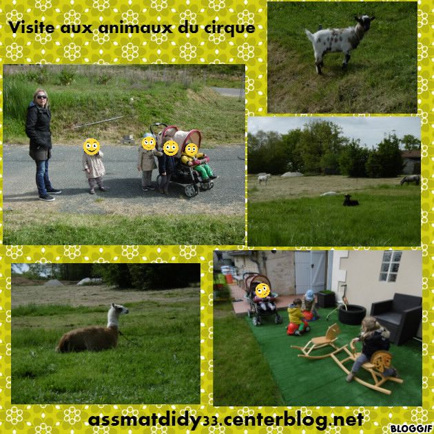 Visite aux animaux du cirque